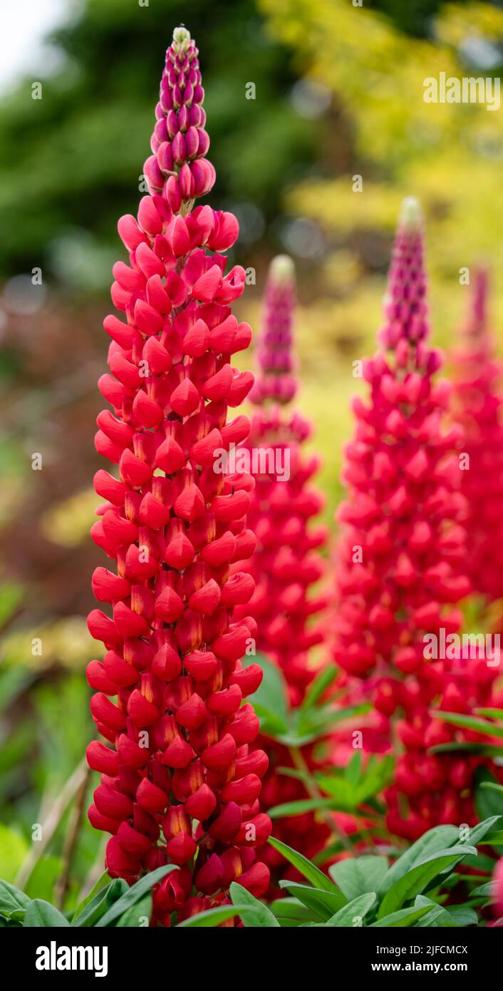 Detailed botany hi-res stock photography and images - Alamy