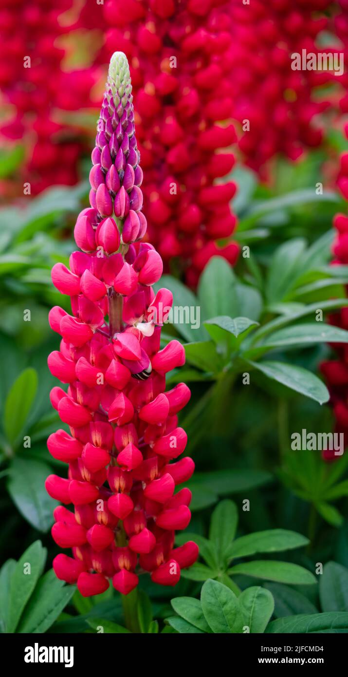 Lupinus beefeater hi-res stock photography and images - Alamy