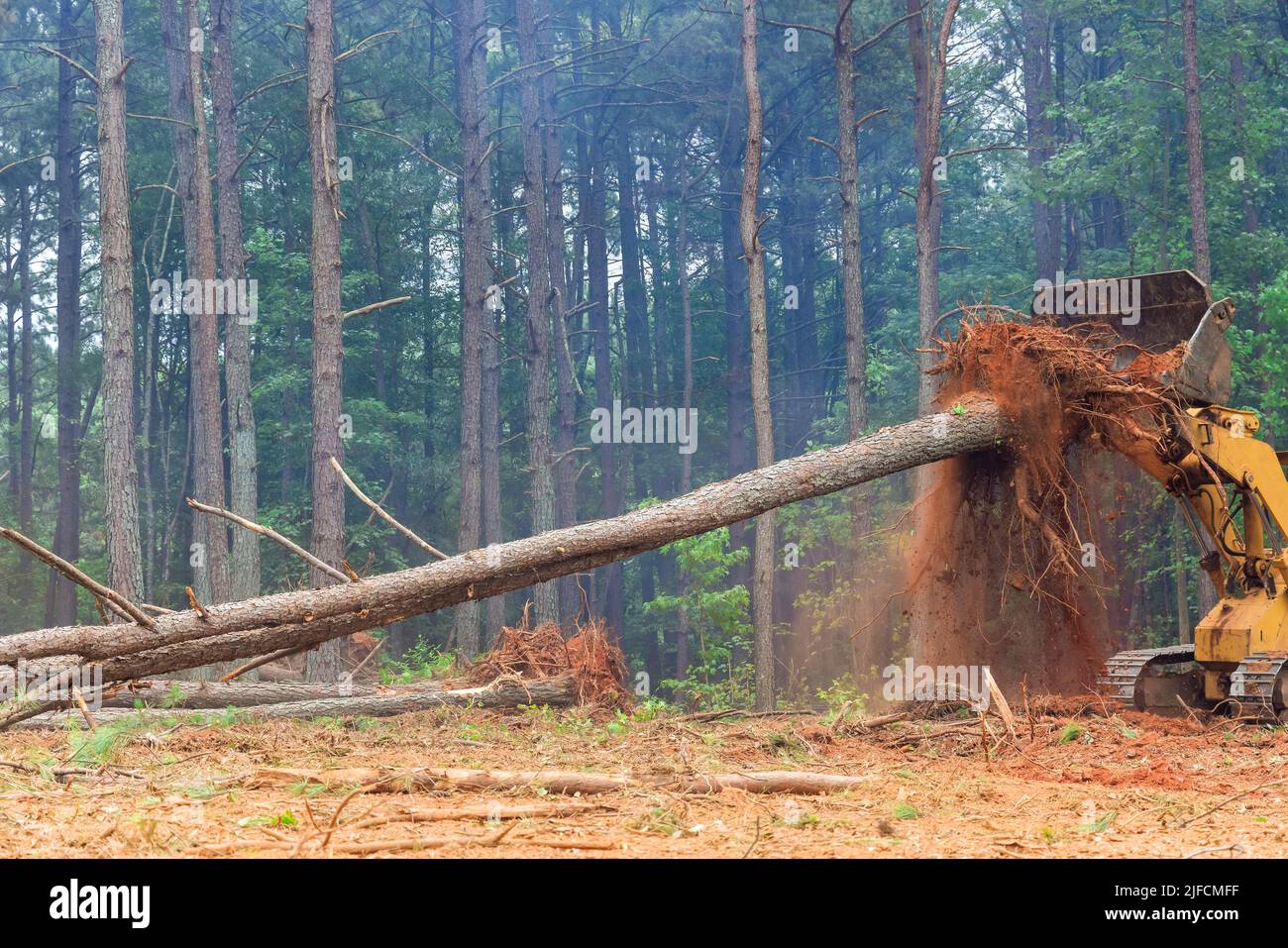 Roots of cut down trees on land that is being prepared for building ...