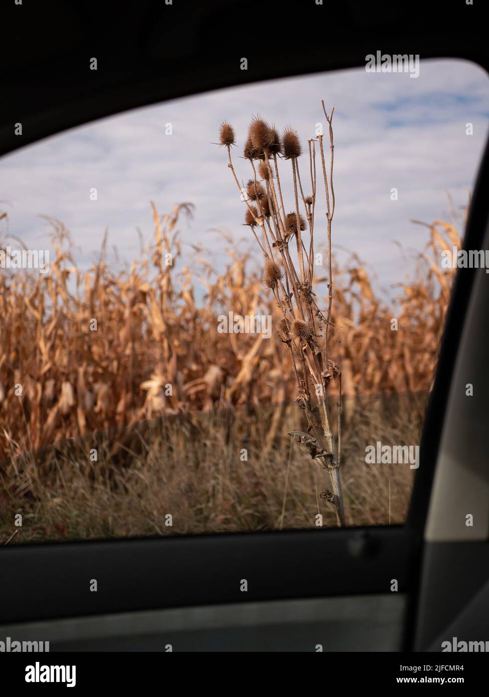 Vertical shot corn plant hi-res stock photography and images - Alamy