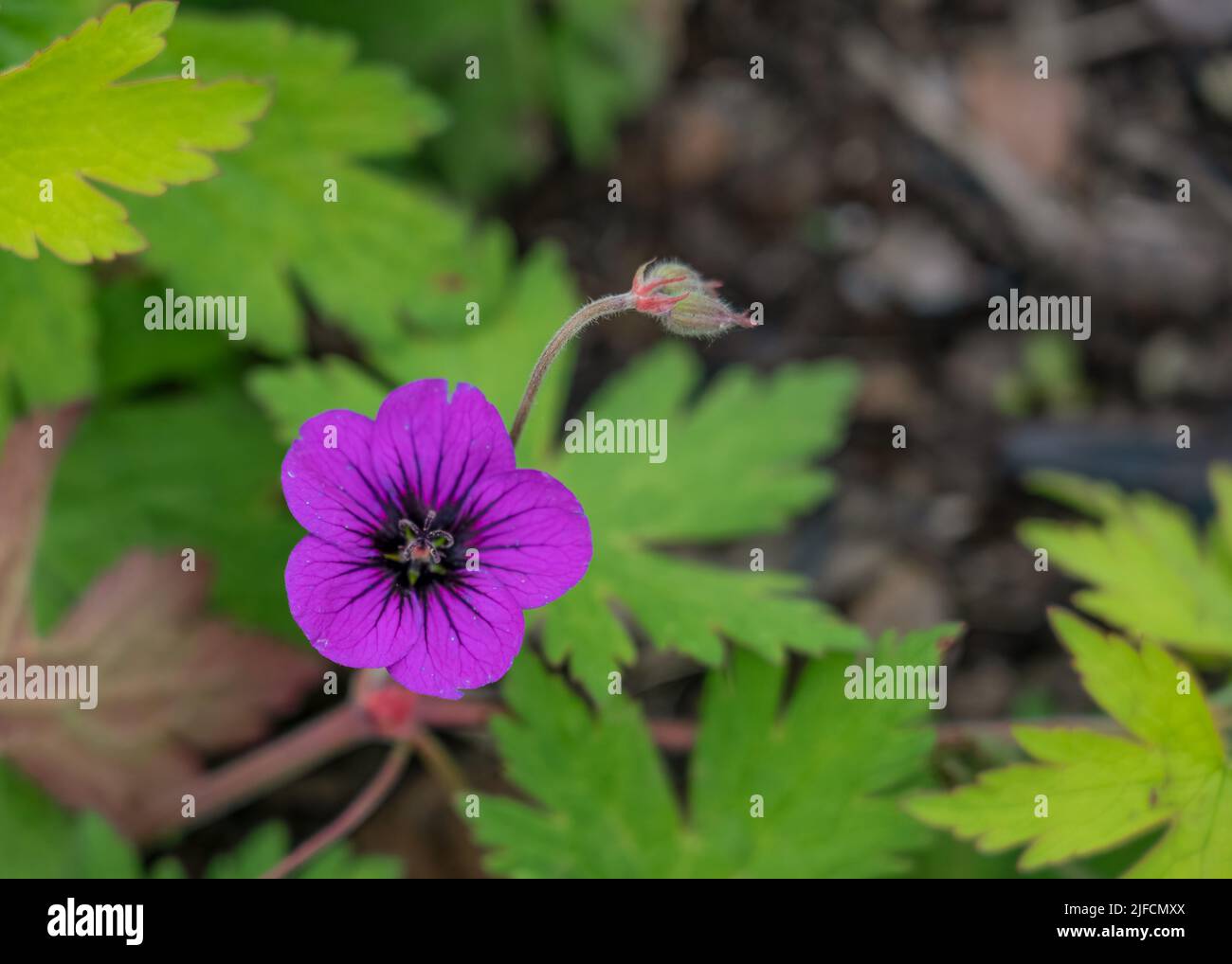 Geranium ann folkard hi-res stock photography and images - Alamy