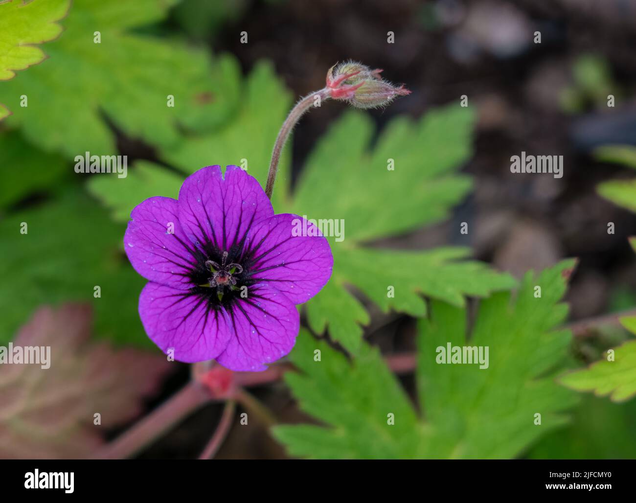 Geranium ann folkard hi-res stock photography and images - Alamy