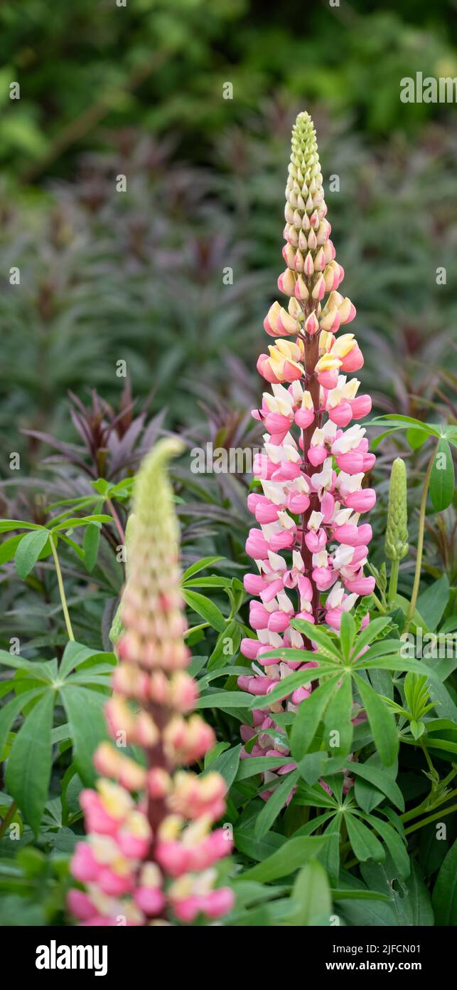 Detailed series hi-res stock photography and images - Alamy