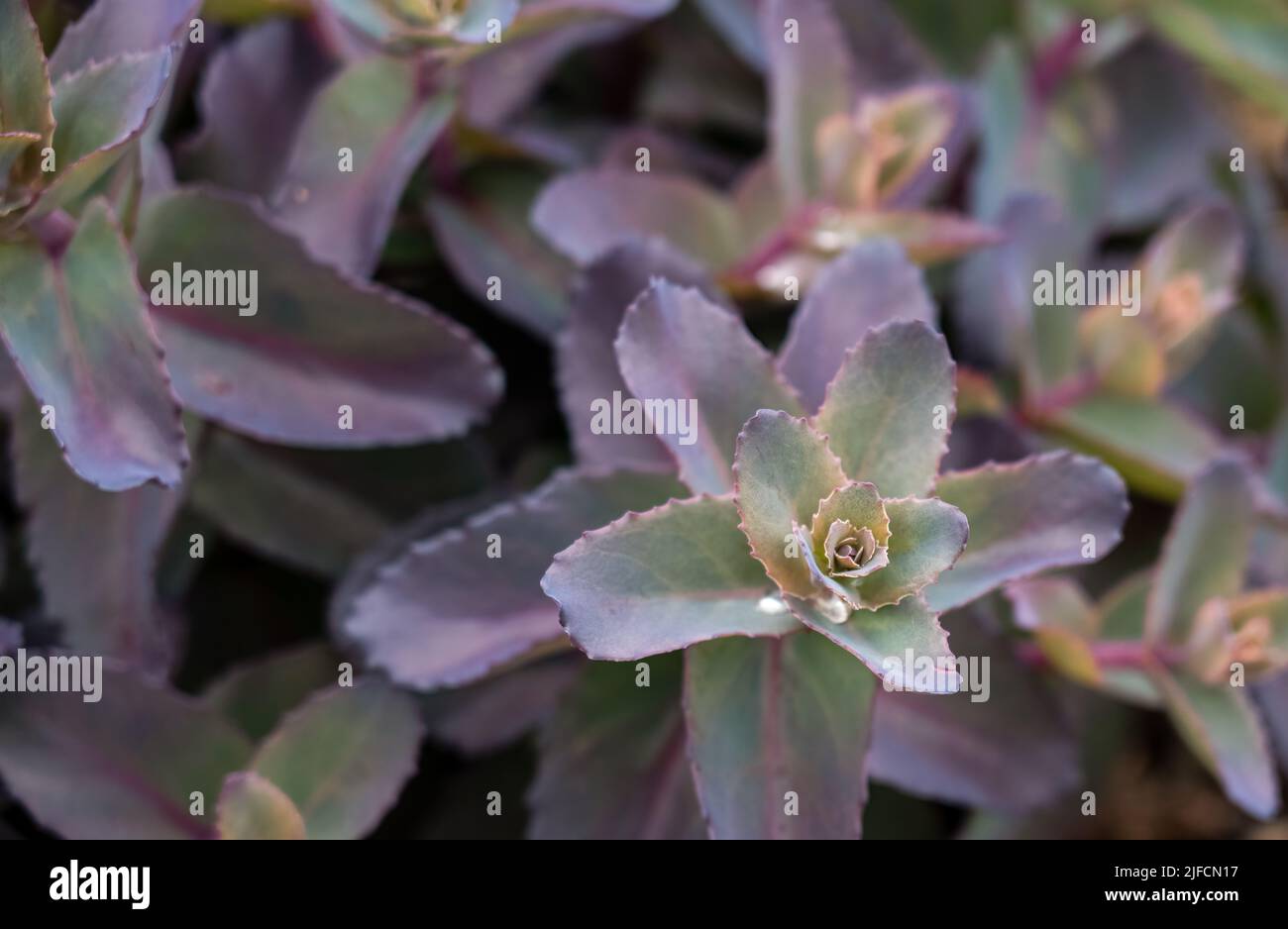 detailed close up of a Sedum 'Xenox' Stock Photo - Alamy