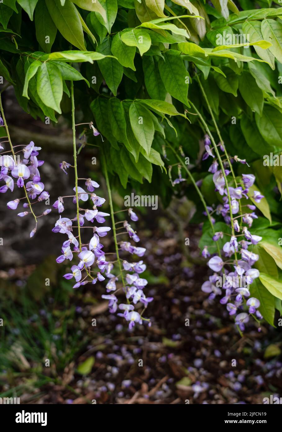 detailed close up of a Chinese Wisteria 'Wisteria sinensis' Stock Photo ...