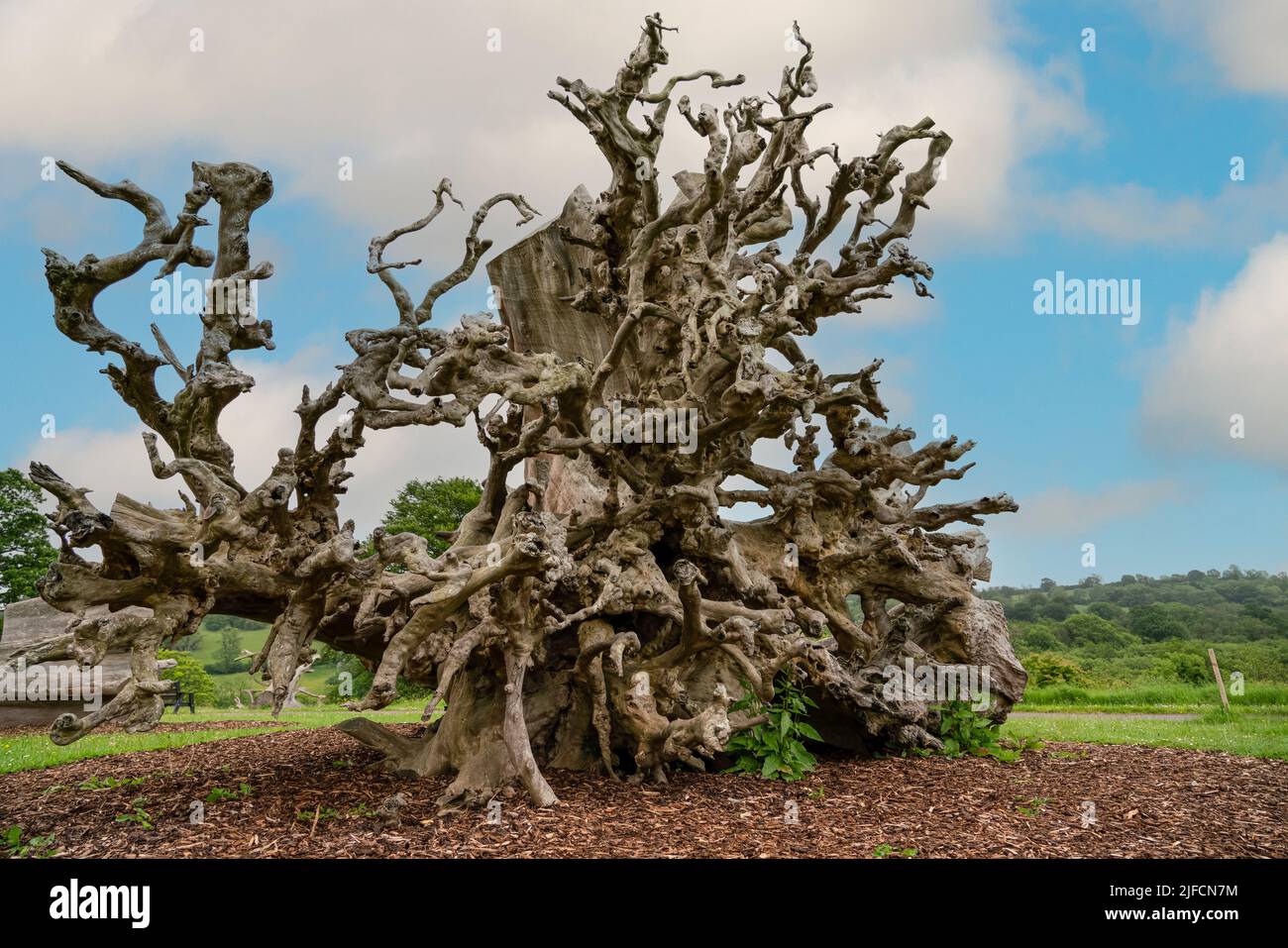 close up of a massive long since felled, aged and weathered tree trunk ...