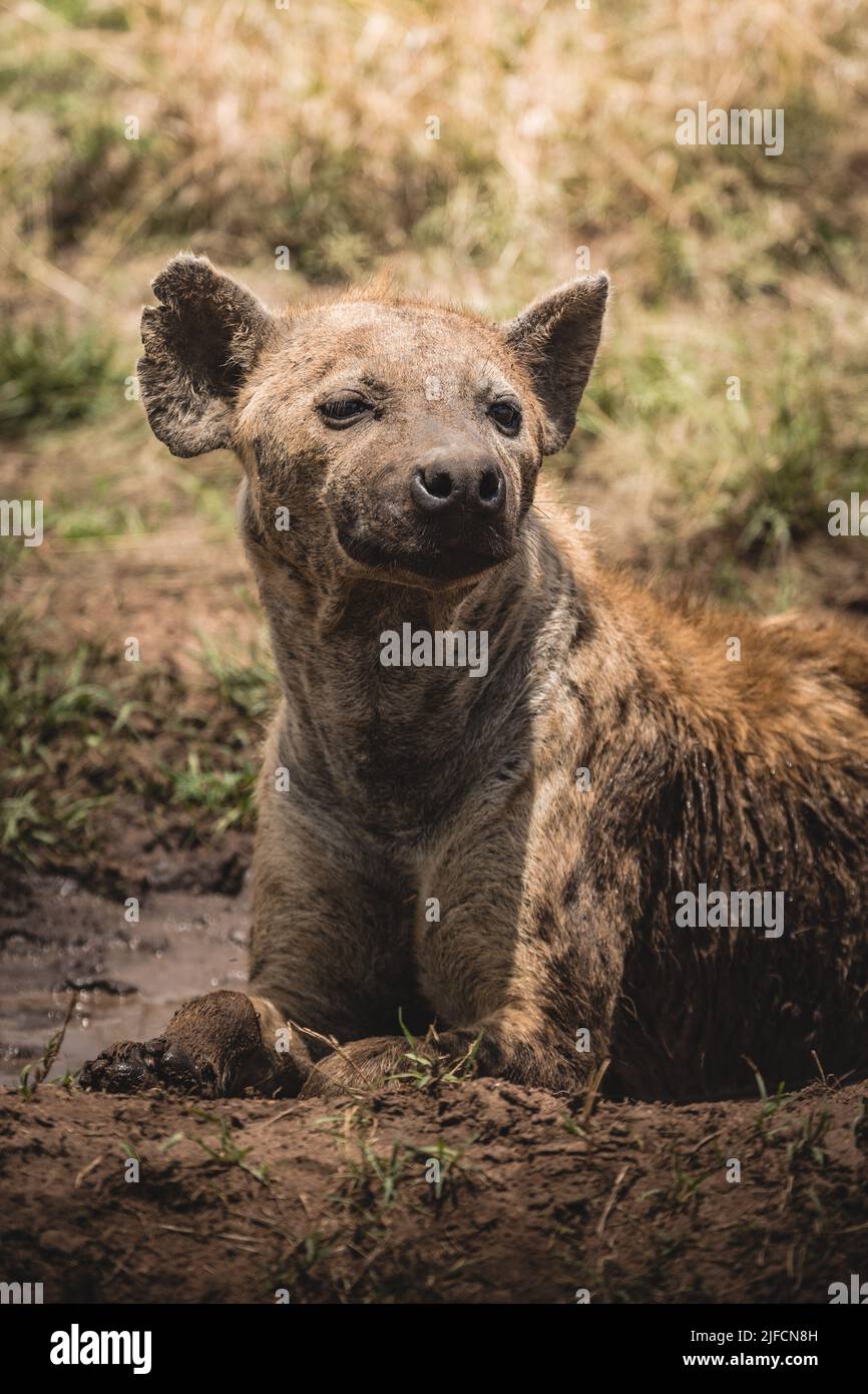 A portrait of a hyena sitting on the lawn Stock Photo - Alamy