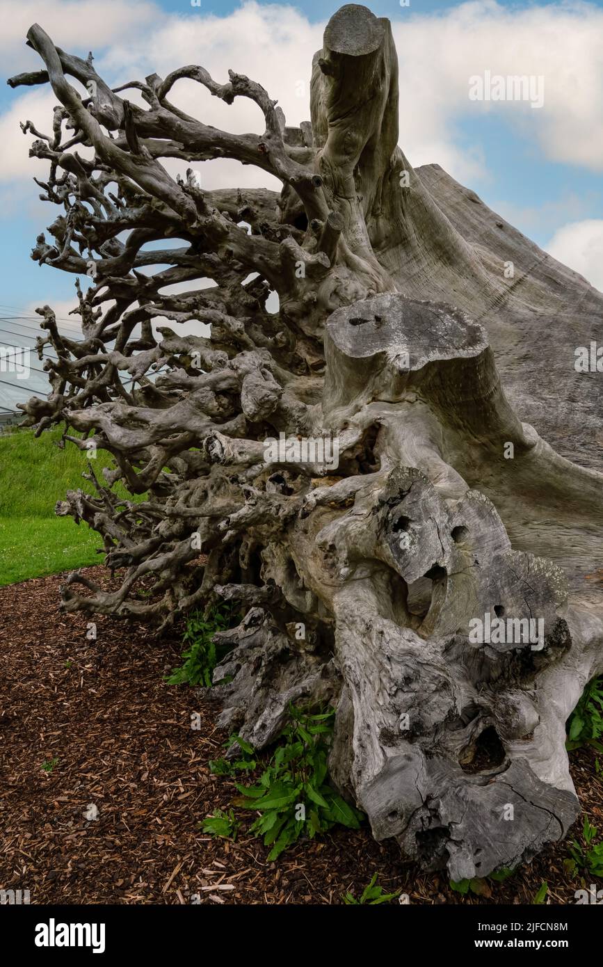close up of a massive long since felled, aged and weathered tree trunk ...
