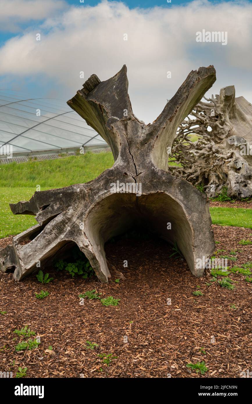 close up of a massive long since felled, aged and weathered tree trunk ...