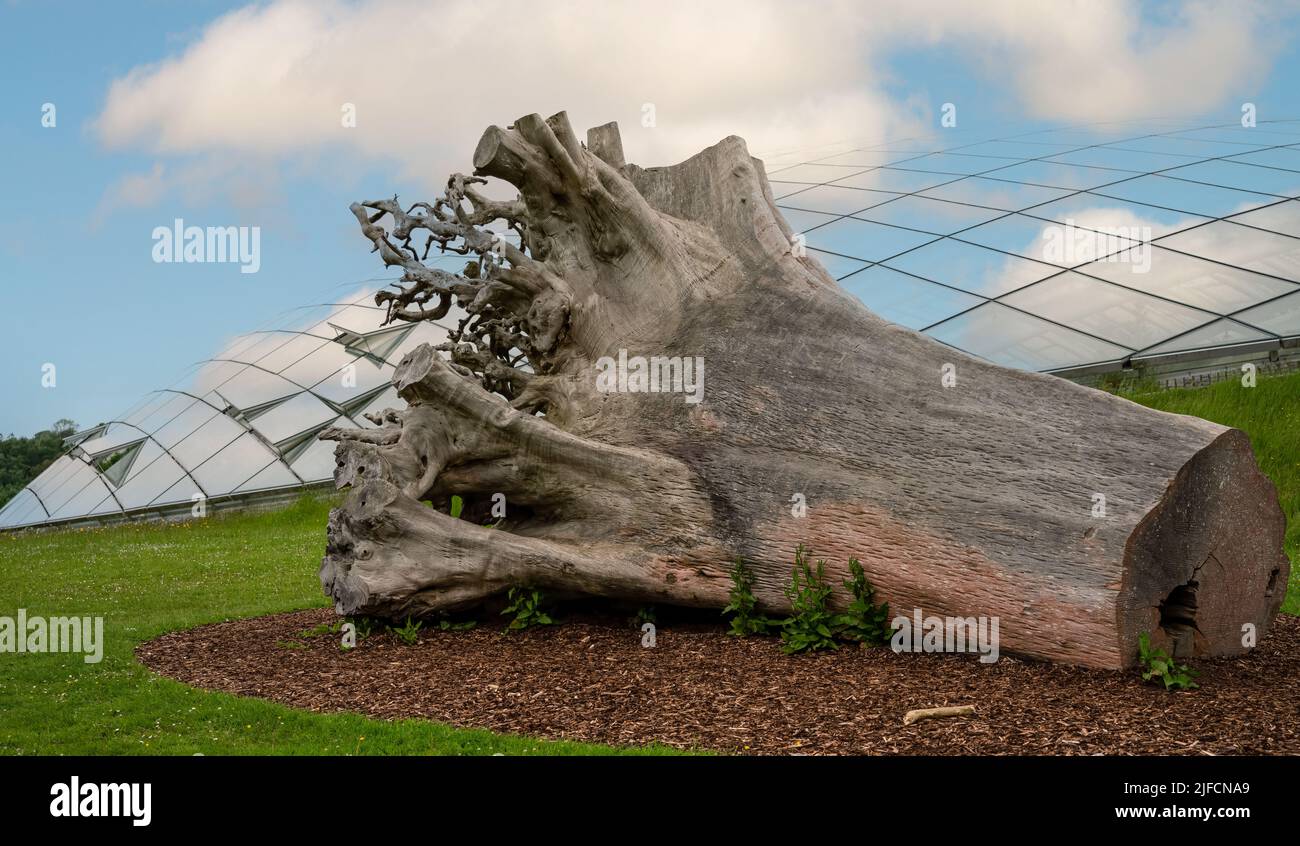 close up of a massive long since felled, aged and weathered tree trunk ...