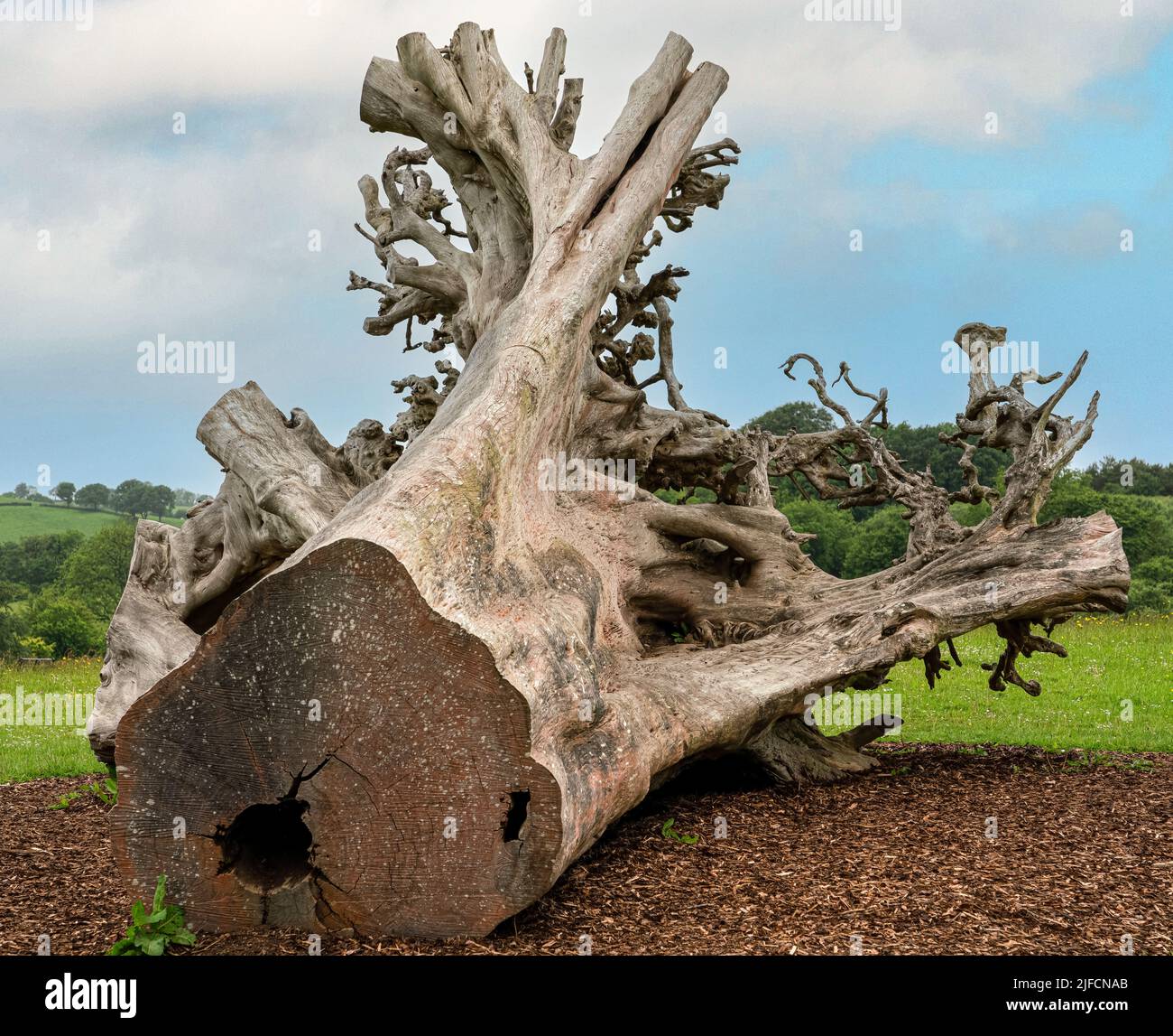 close up of a massive long since felled, aged and weathered tree trunk ...