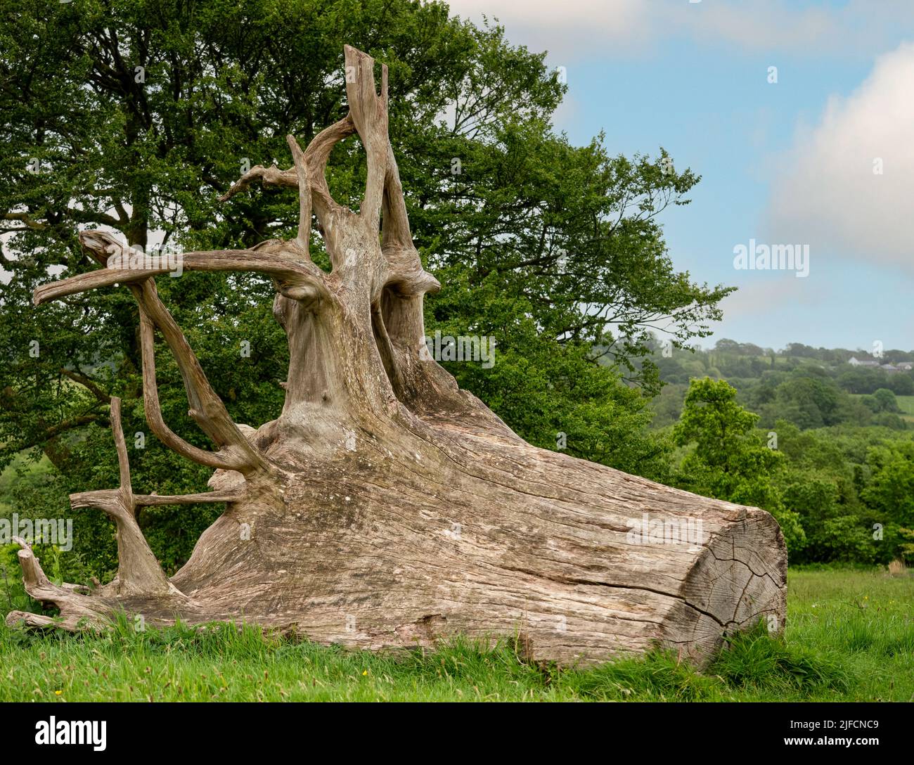 close up of a massive long since felled, aged and weathered tree trunk ...