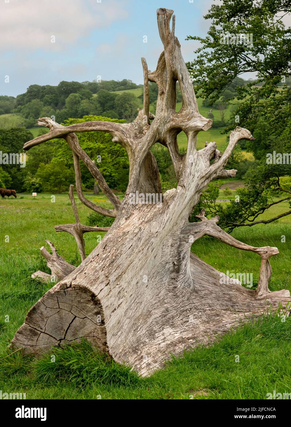 close up of a massive long since felled, aged and weathered tree trunk ...
