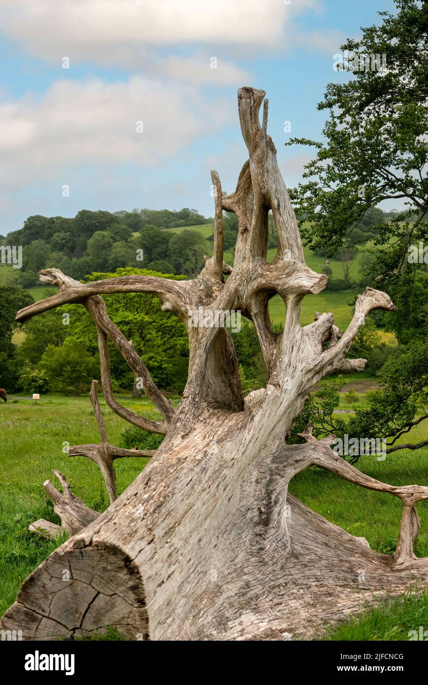 close up of a massive long since felled, aged and weathered tree trunk ...