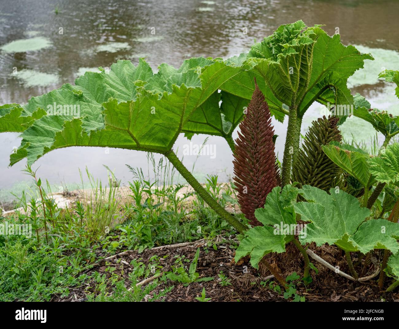 Gunnera manicata spring bloom hi-res stock photography and images - Alamy
