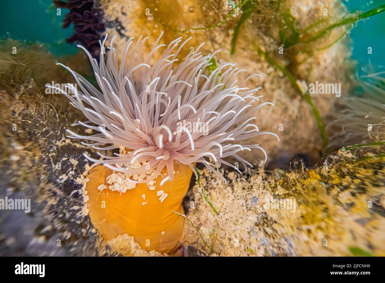 Metridium senile subsp fimbriatum hi-res stock photography and images ...