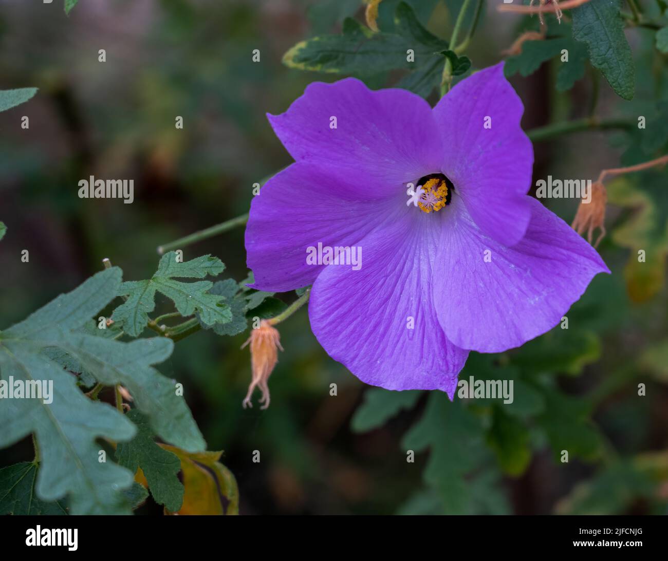 detailed close up of a Alyogyne Huegelii 'Blue hibiscus' Stock Photo ...