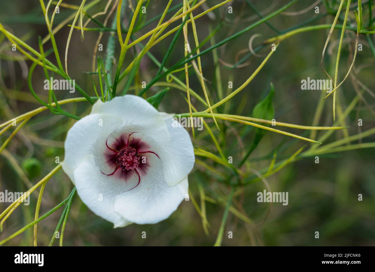 detailed close up of an Alyogyne hakeifolia 'Elle Marie' Stock Photo ...