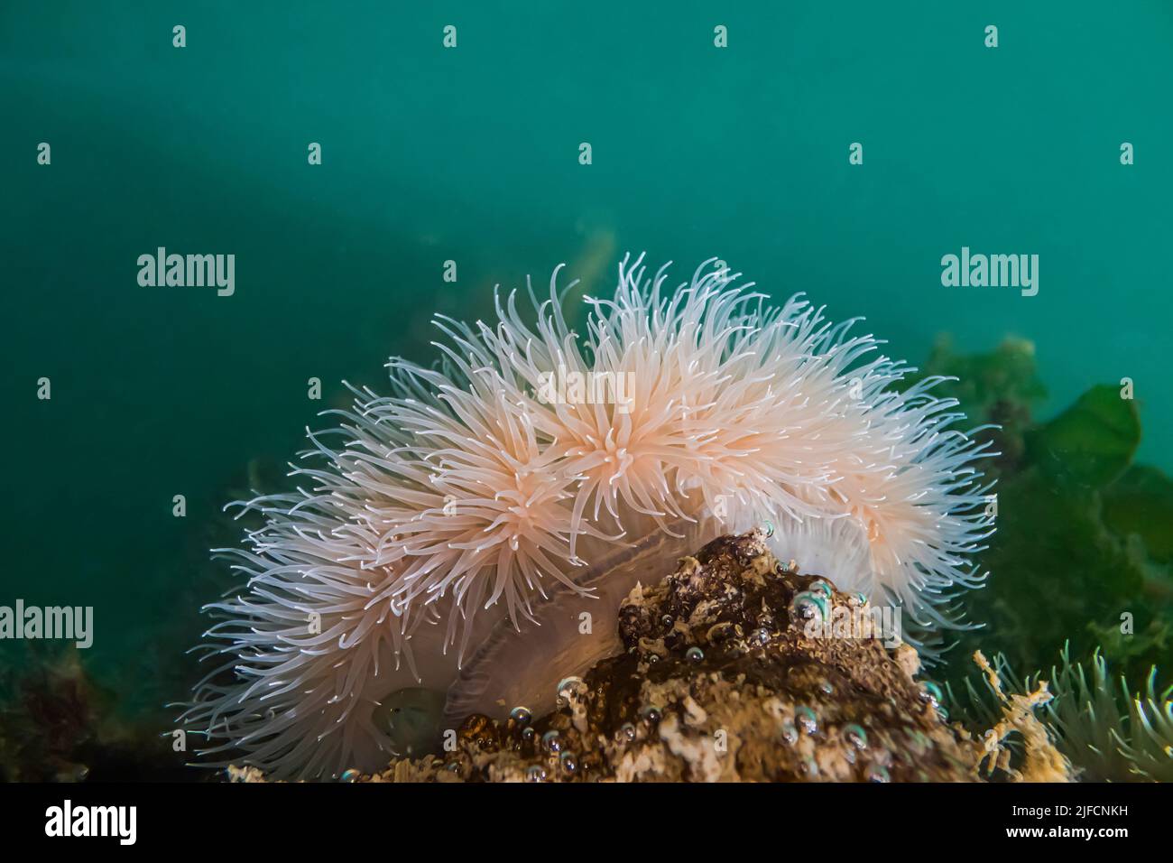Short Plumose Anemone, Metridium senile, on dock in Jarrell Cove State ...