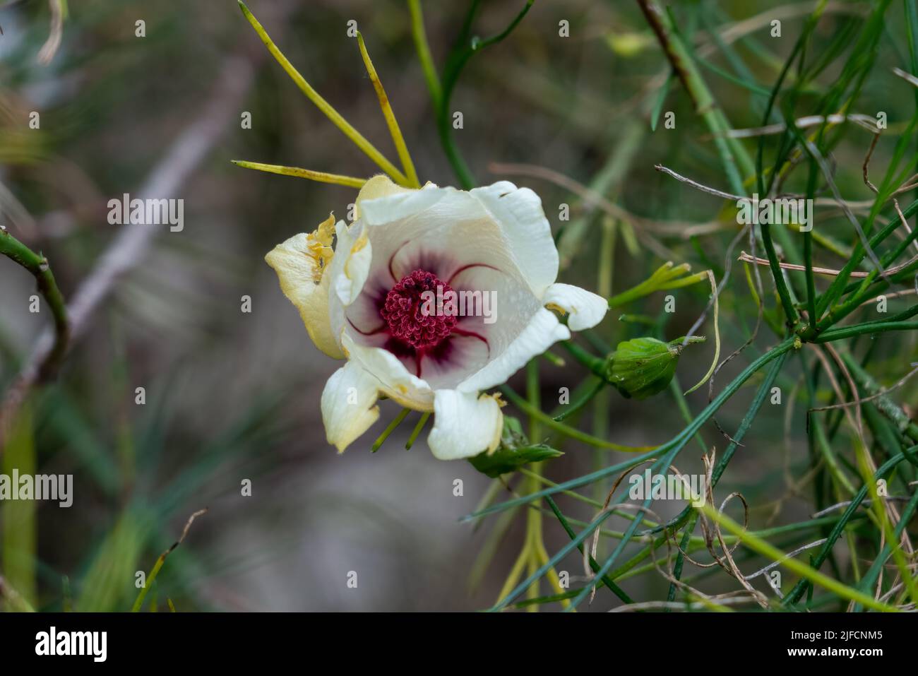 detailed close up of an Alyogyne hakeifolia 'Elle Marie' Stock Photo ...