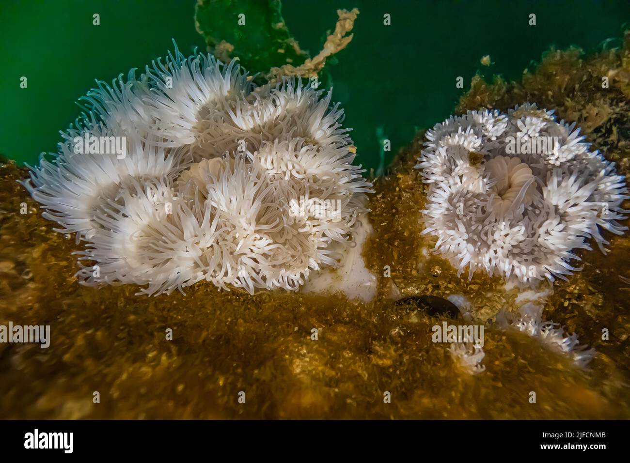 Short Plumose Anemone, Metridium senile, on dock in Jarrell Cove State ...