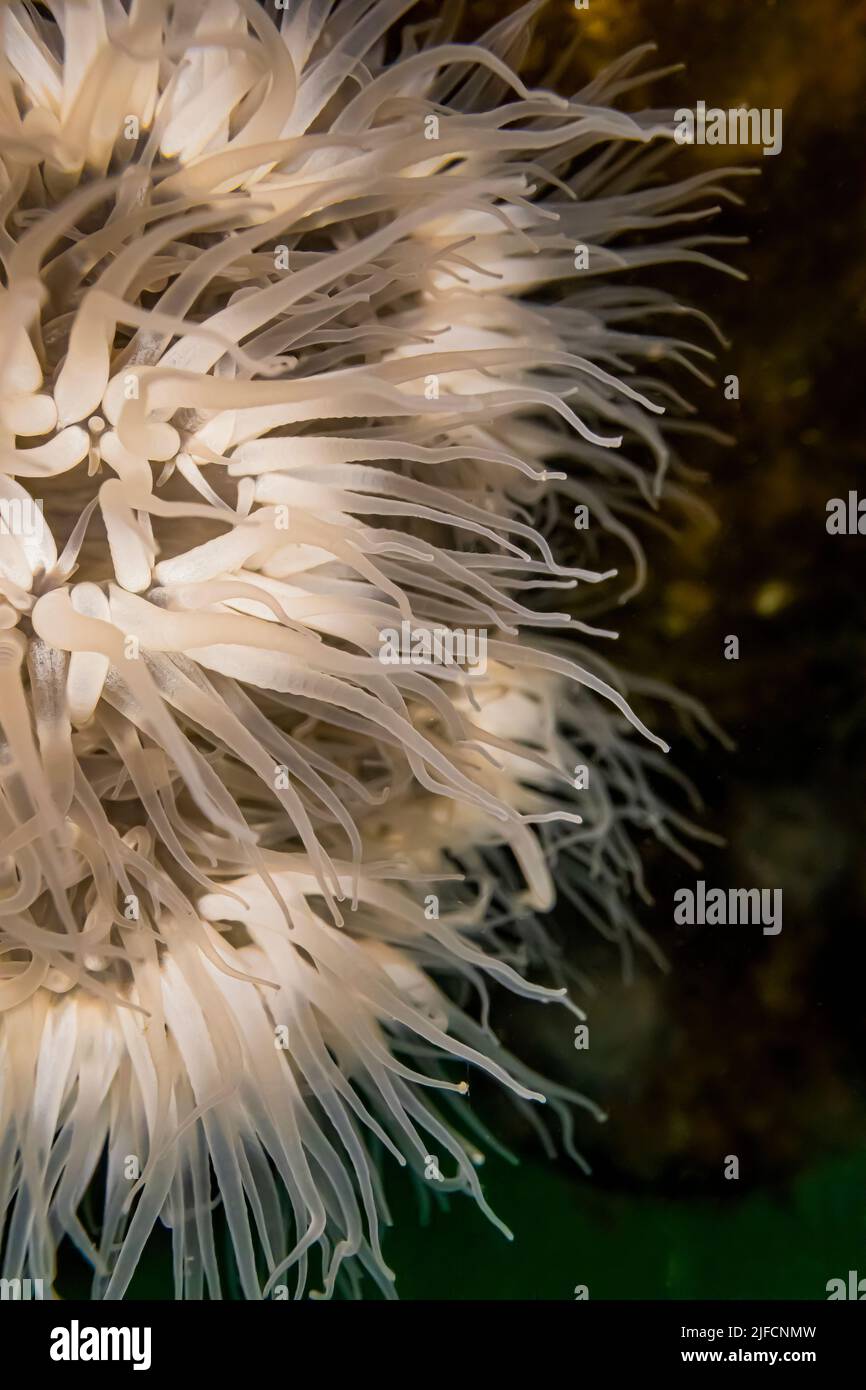 Short Plumose Anemone, Metridium senile, on dock in Jarrell Cove State ...