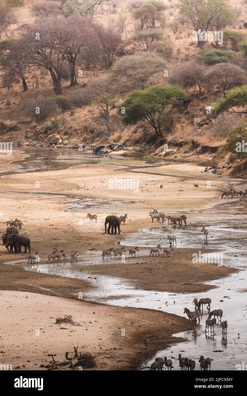 The wild animals in natural habitat Stock Photo - Alamy
