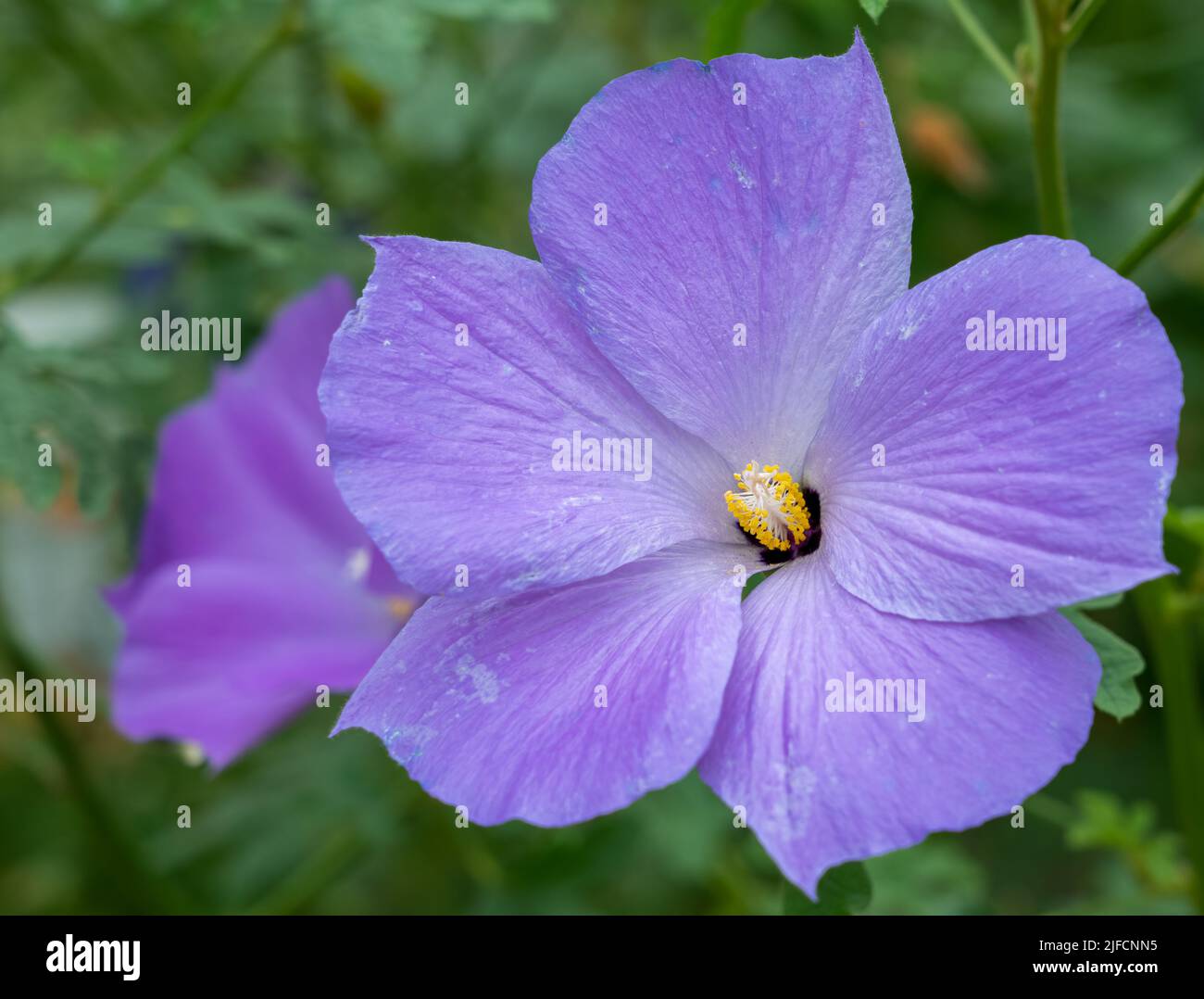 detailed close up of a Alyogyne Huegelii 'Blue hibiscus' Stock Photo ...