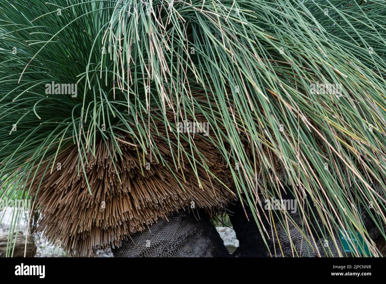 Australian grass tree hi-res stock photography and images - Alamy