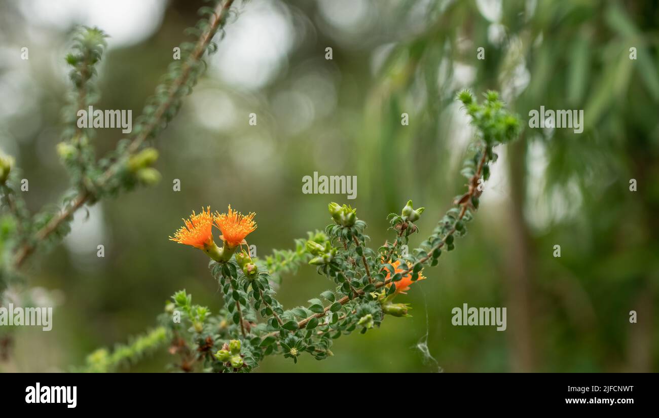 Eremaea beaufortioides hi-res stock photography and images - Alamy