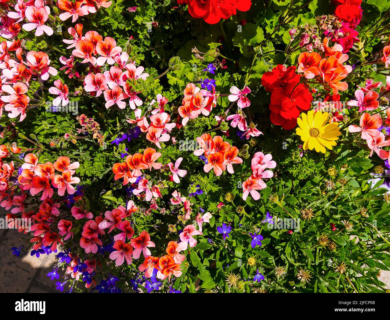 Wonderful display of flowers outside a perfumery factory on the Isle of ...