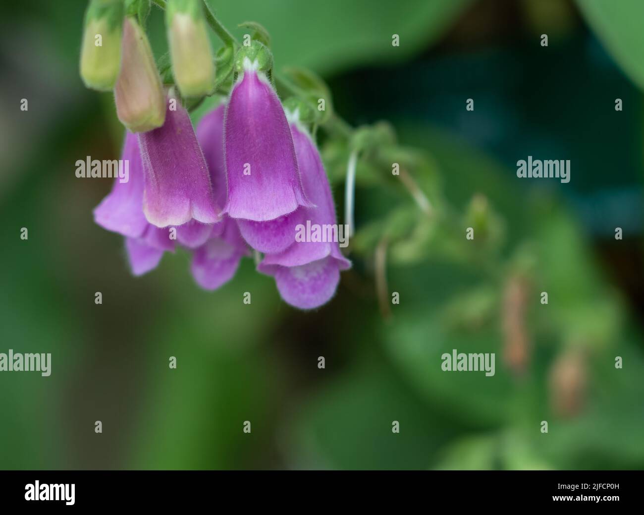 Spanish walled garden hi-res stock photography and images - Alamy