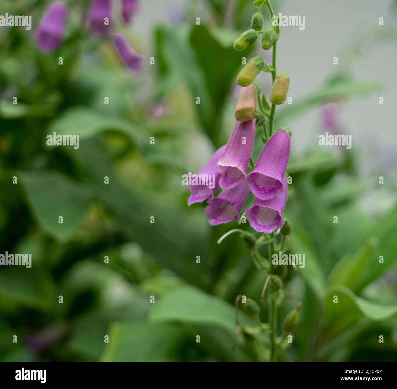 detailed close up of a Digitalis thapsi 'Spanish Foxglove' Stock Photo ...