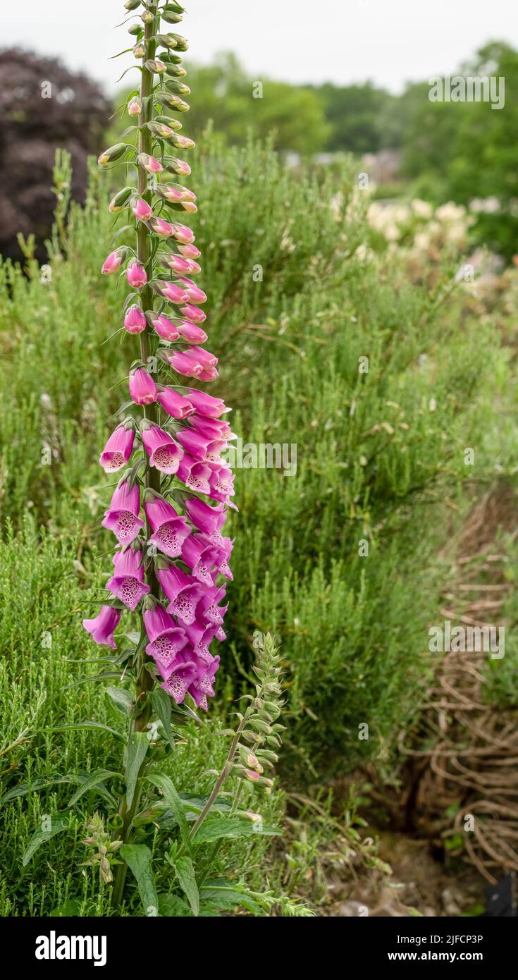 detailed close up of a Digitalis thapsi 'Spanish Foxglove' Stock Photo ...