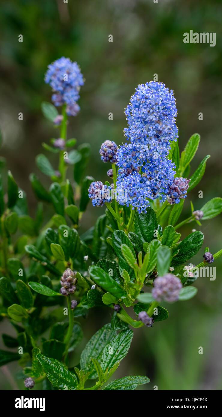 detailed close up of a Ceanothus Concha Stock Photo - Alamy