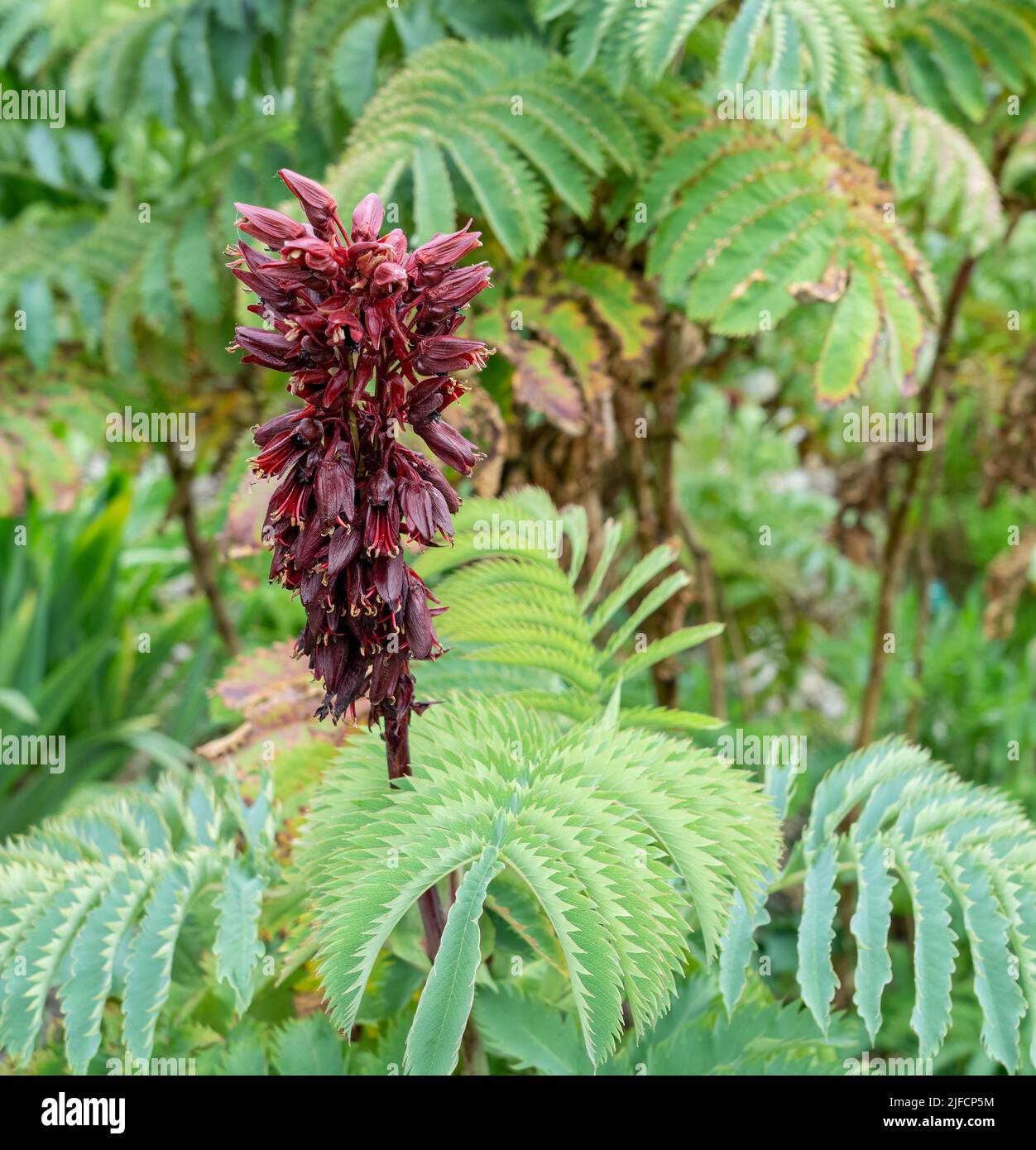 Melianthus major leaves hi-res stock photography and images - Alamy