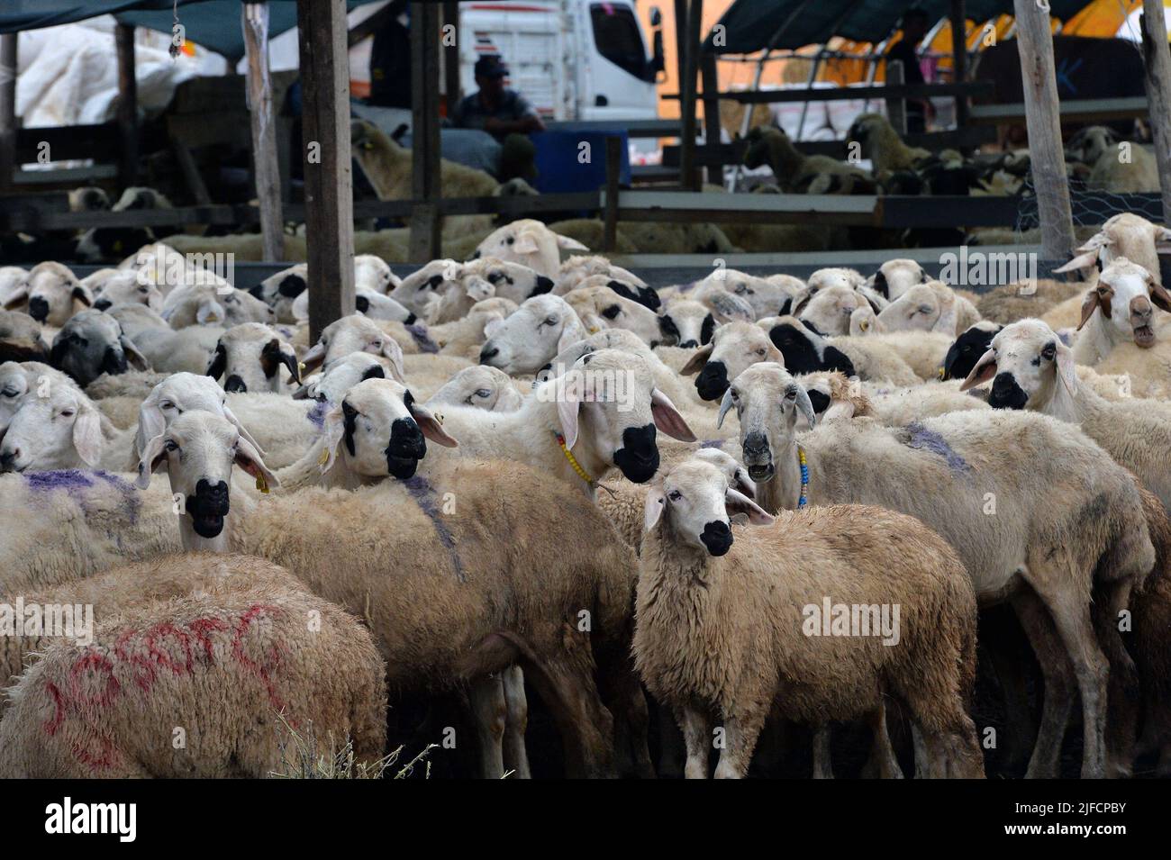 Ankara, Turkey. 1st July, 2022. Sheep are seen at a livestock market ...
