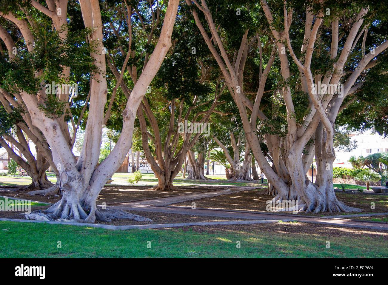 Park with trees center in Puerto Rico Canary Island Stock Photo - Alamy