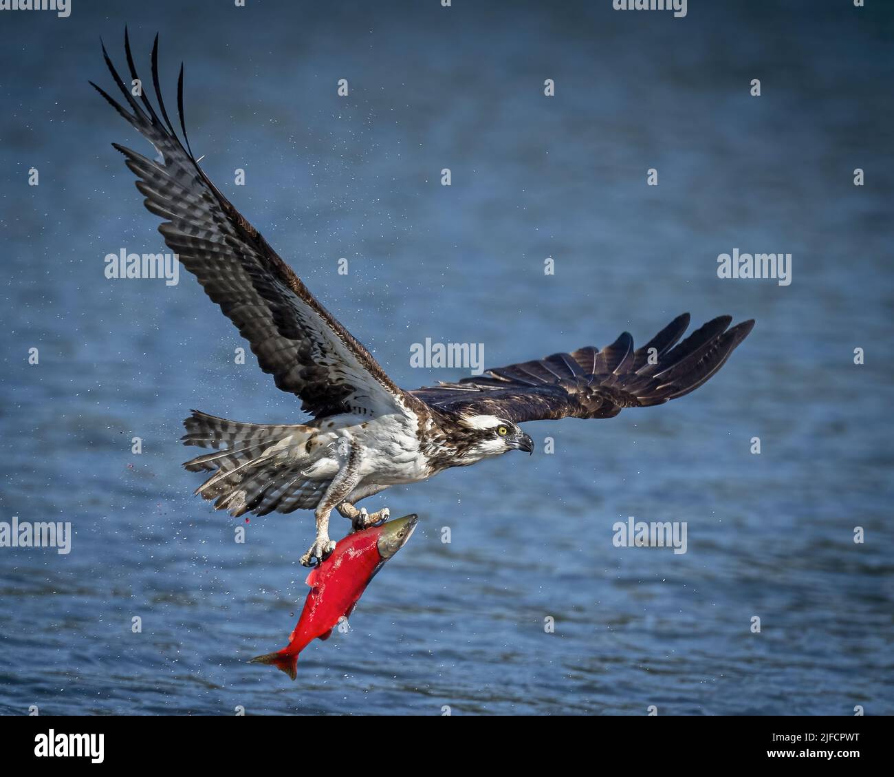 Wildlife photographer, Bob Jensen, captured this awesome sequence of ...
