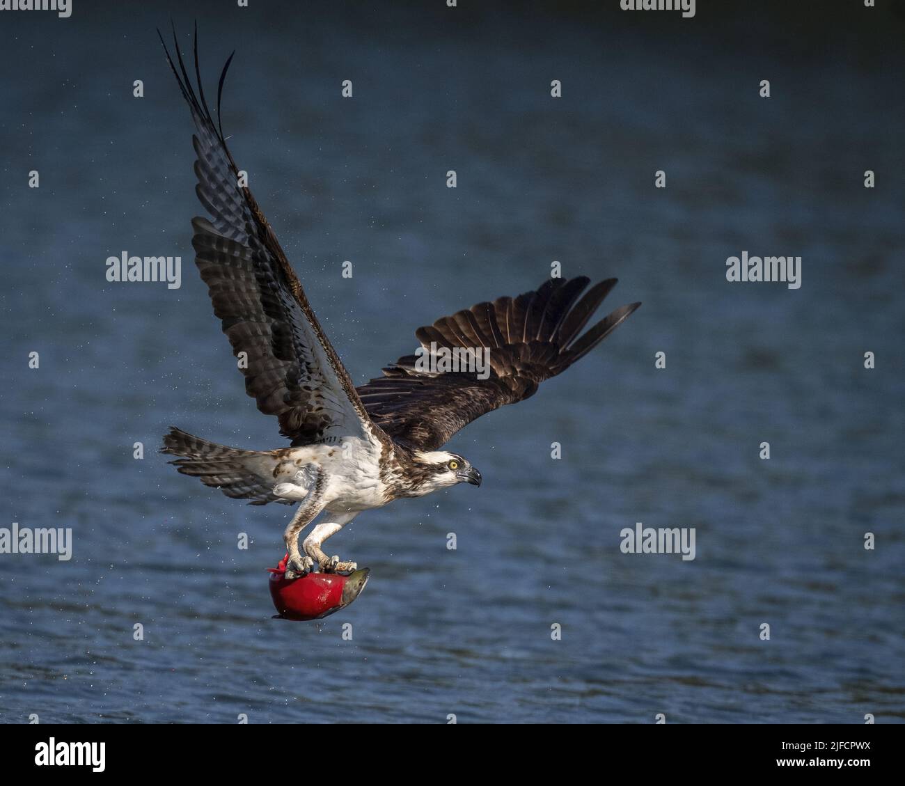 Fish swim sequence High Resolution Stock Photography and Images - Alamy