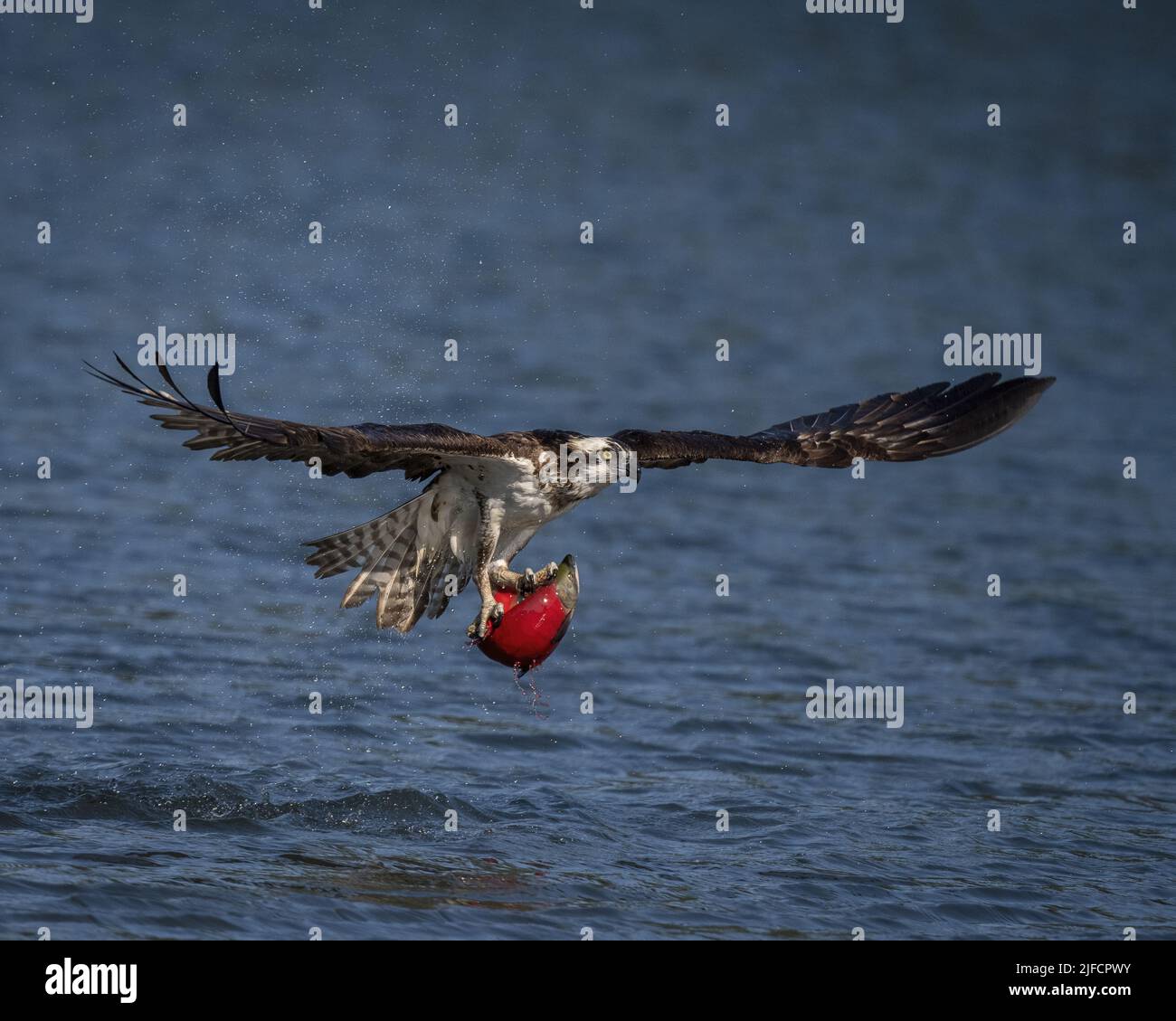 Wildlife photographer, Bob Jensen, captured this awesome sequence of ...