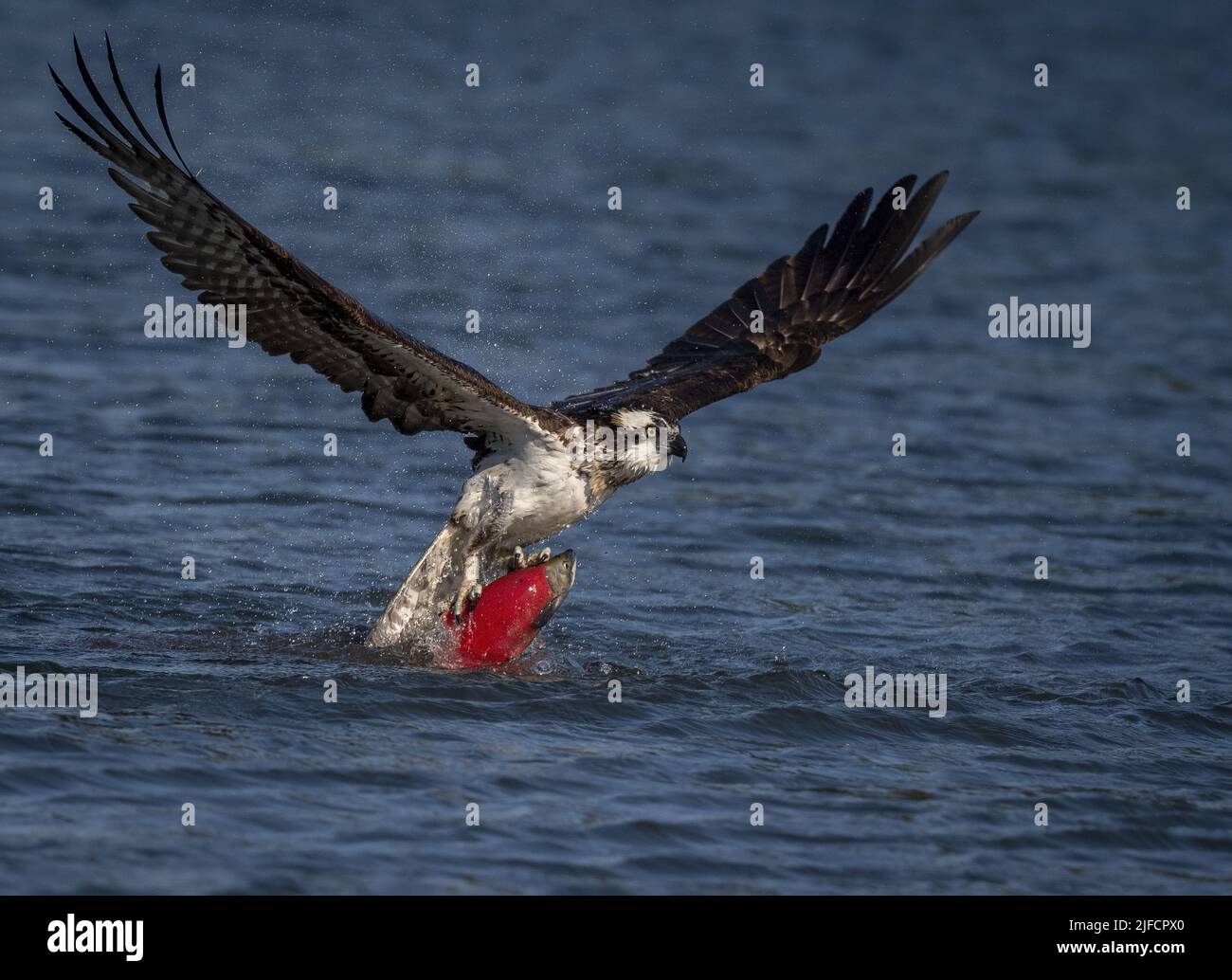Fish on journey to spawn hi-res stock photography and images - Alamy
