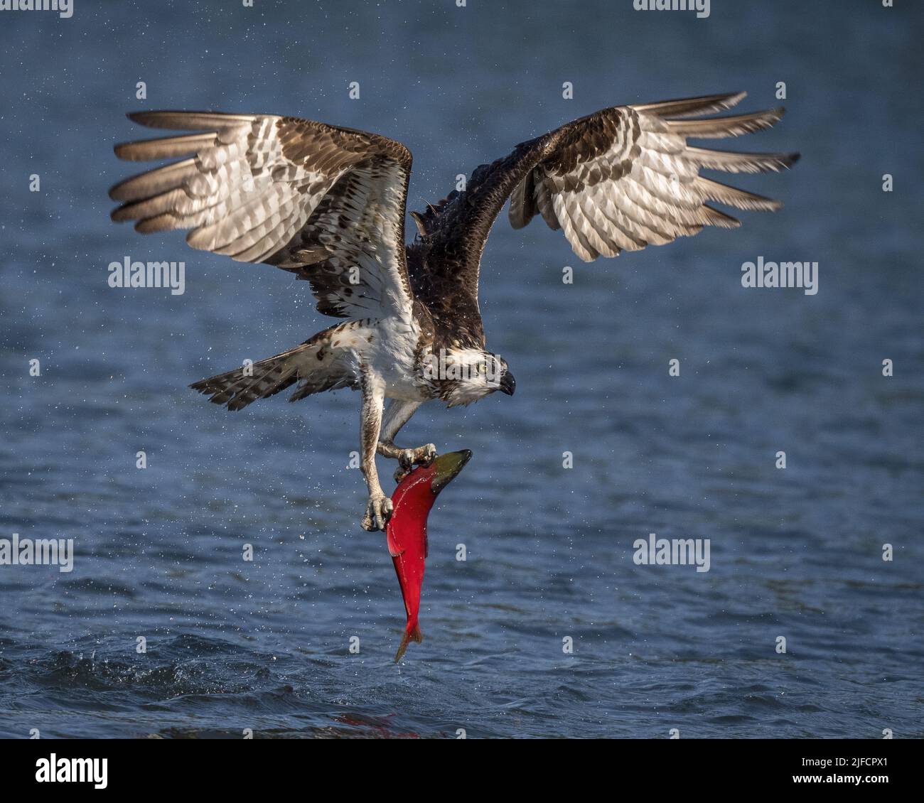 Wildlife photographer, Bob Jensen, captured this awesome sequence of ...