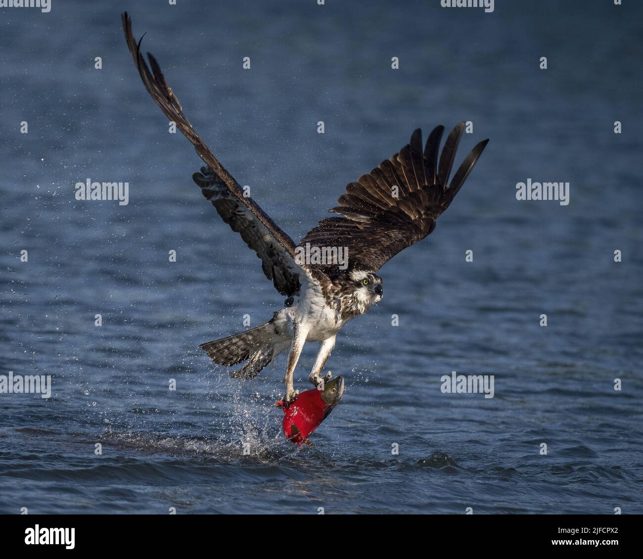Fish swim sequence hi-res stock photography and images - Alamy