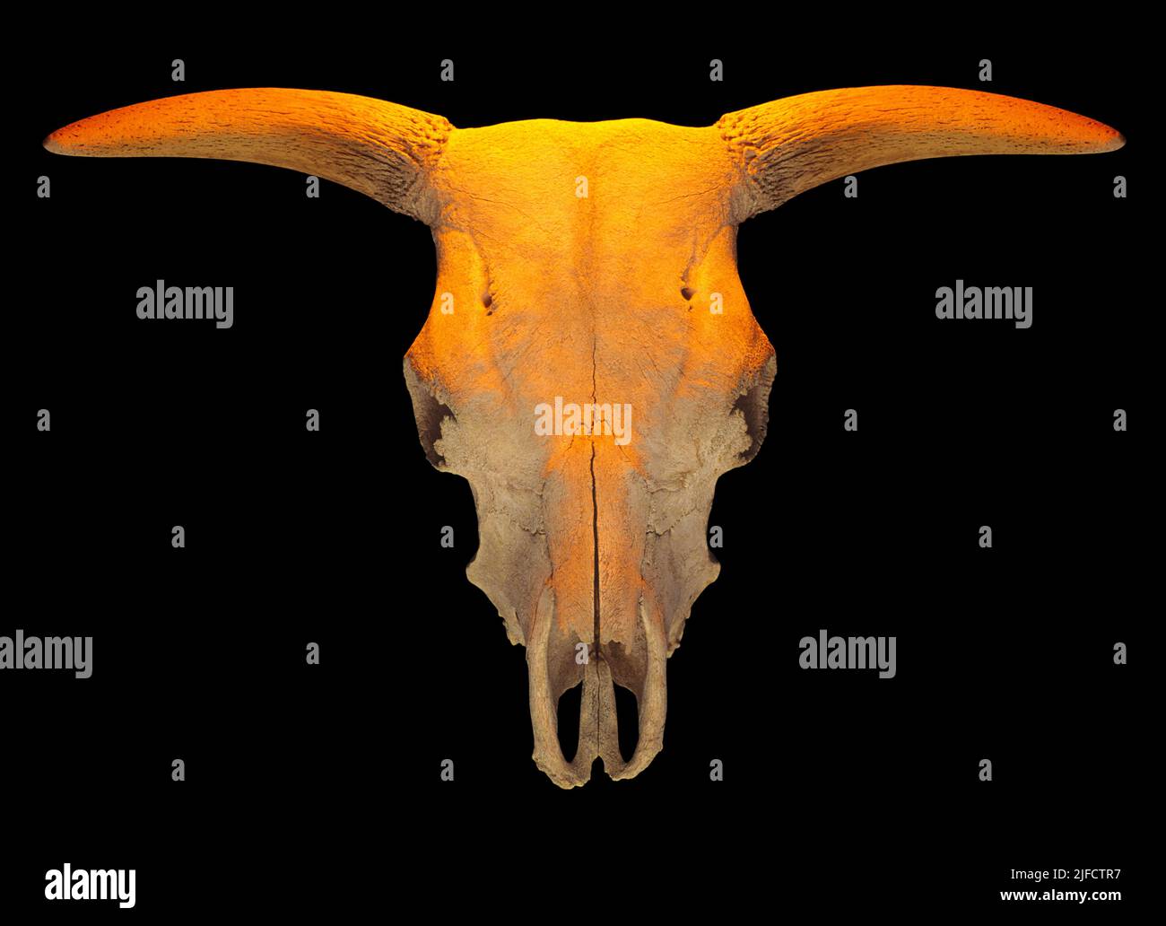 Horned cow skull Stock Photo - Alamy