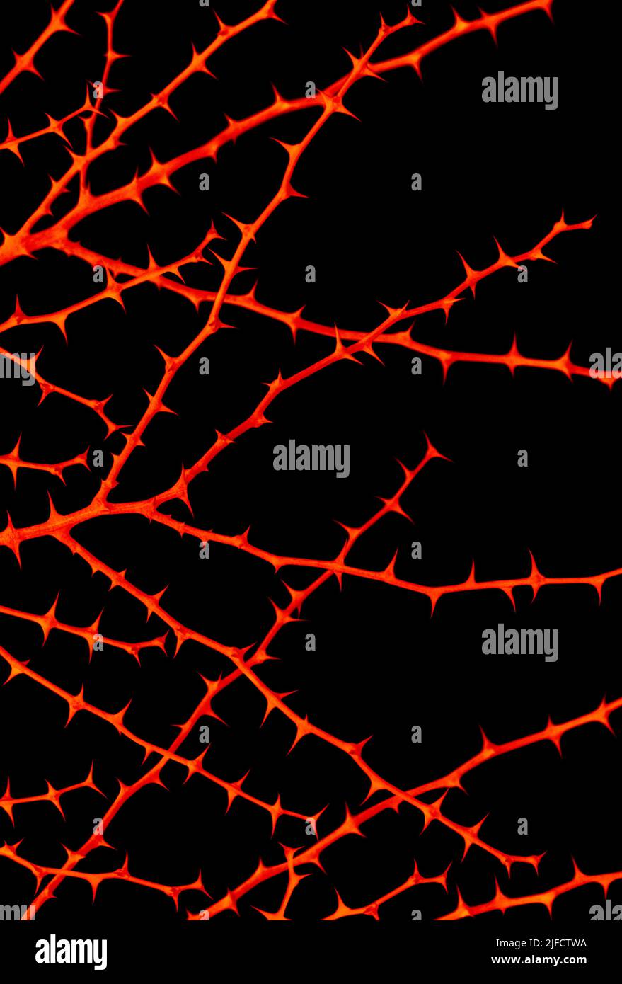 Injury thorn hi-res stock photography and images - Alamy