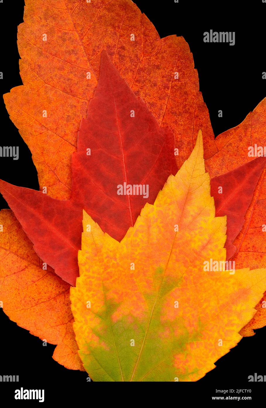 Leaves as maple leaves hi-res stock photography and images - Alamy