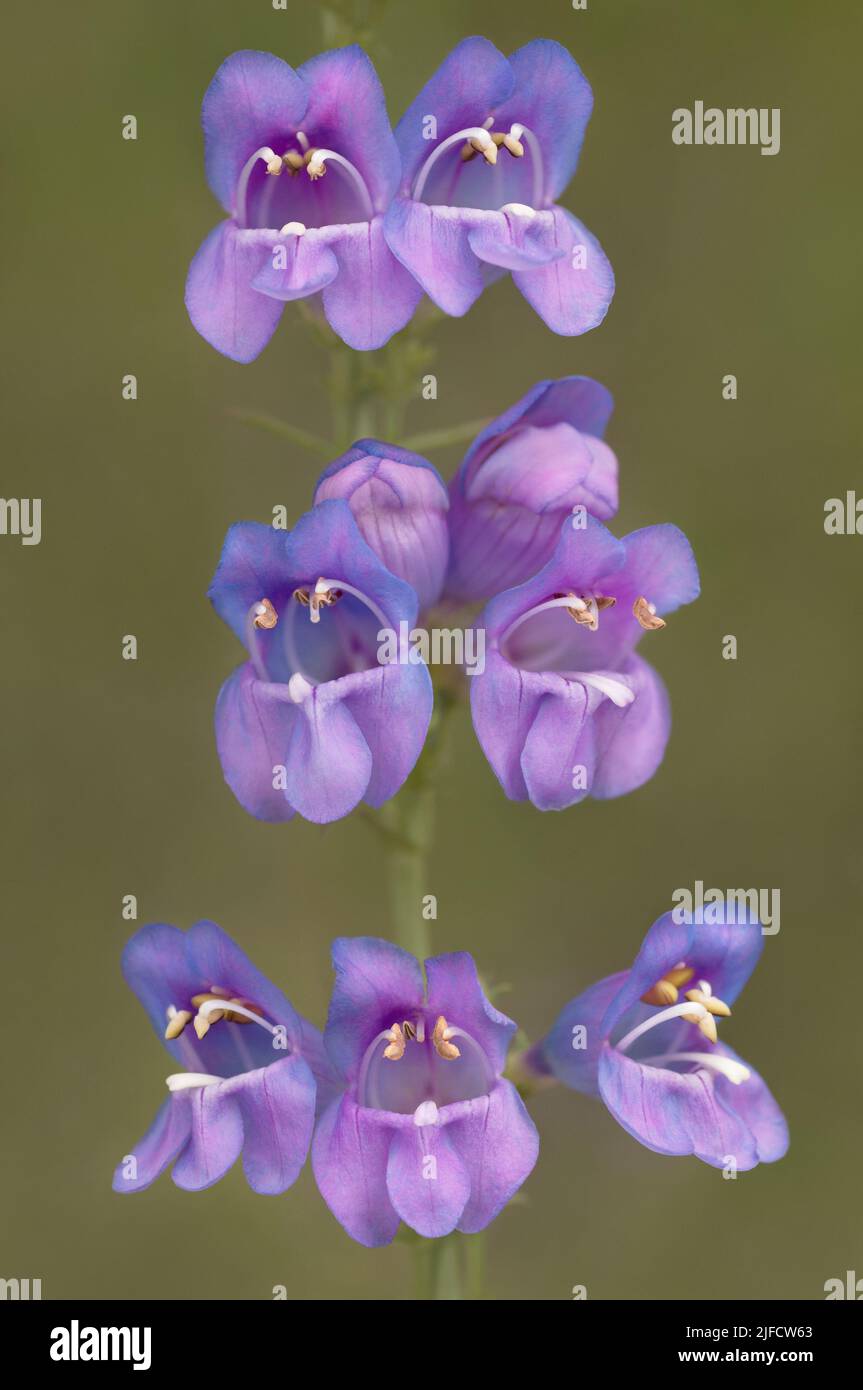 Rocky Mountain Penstemon wildflowers Stock Photo - Alamy