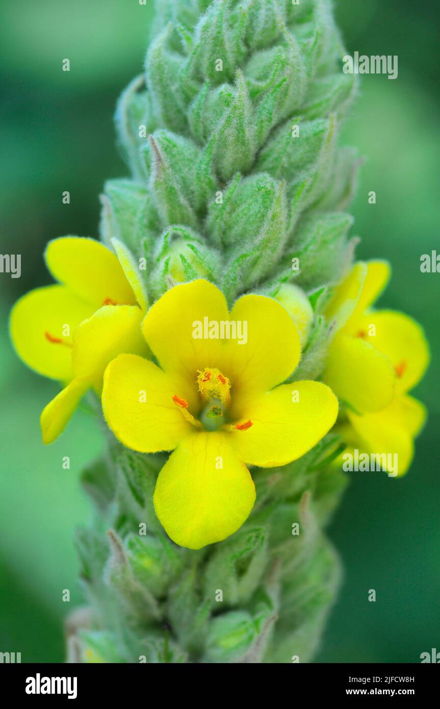 Common Mullein wildflowers Stock Photo - Alamy