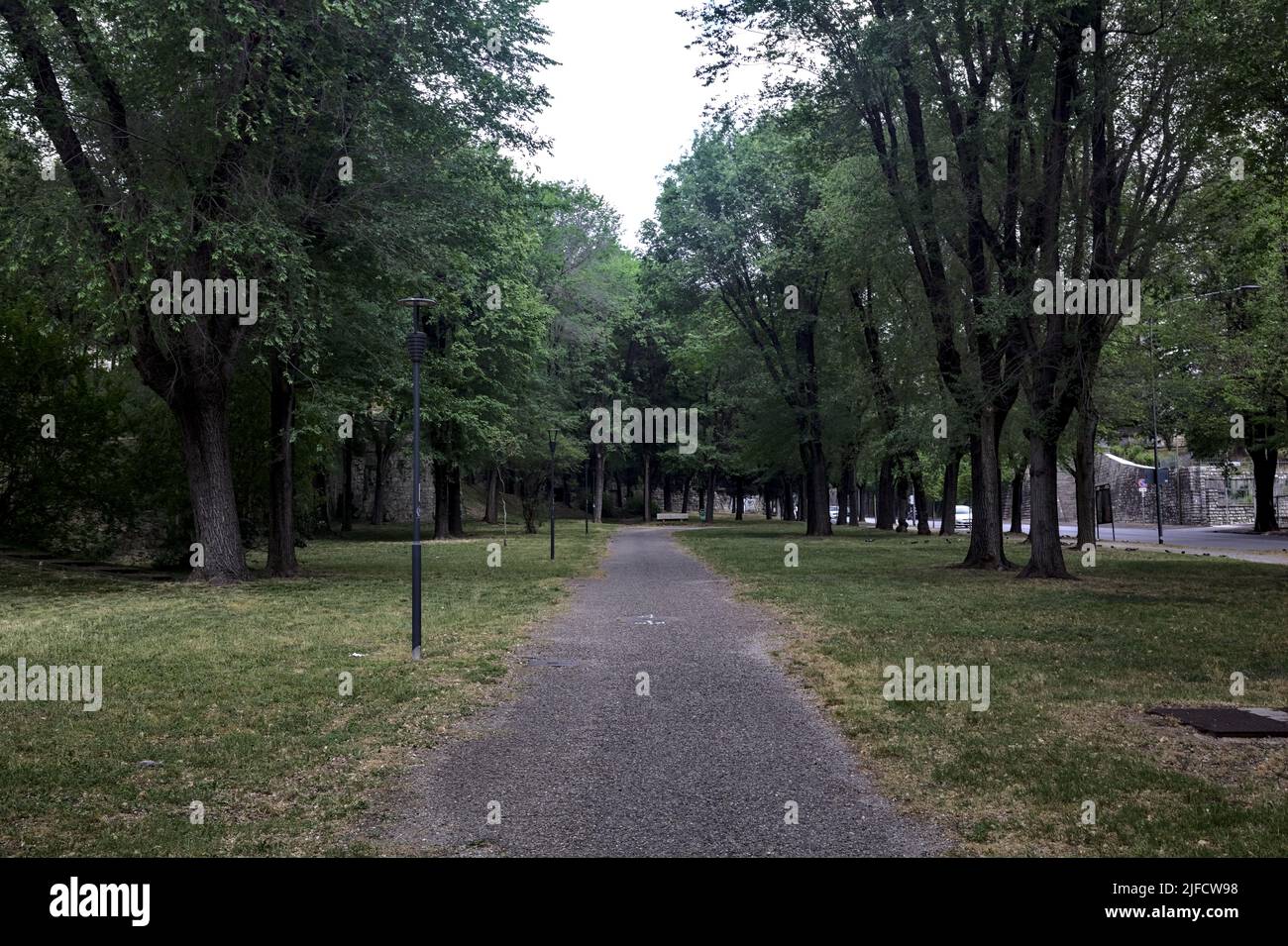 Rows of poplars hi-res stock photography and images - Alamy